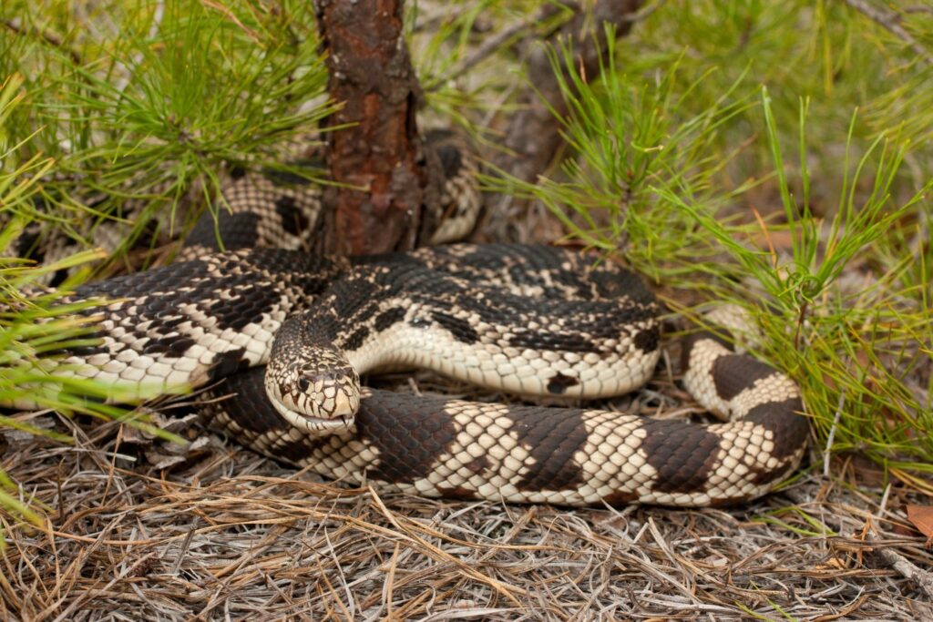 Northern Pine Snakes: A Declining Species - North Carolina Aquarium At ...