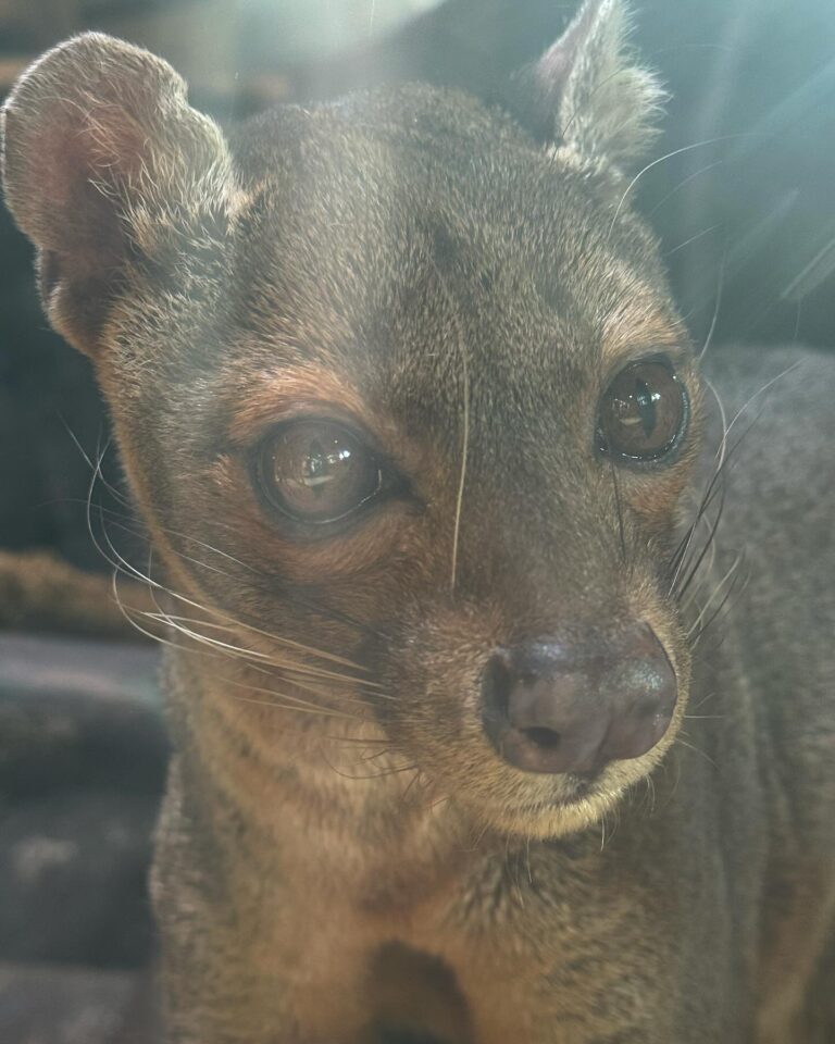 Fossa: Madagascar's Largest Carnivore - Staten Island Zoo Zoo Guide