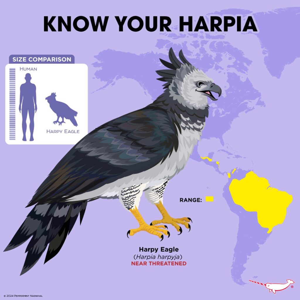 Understanding The Harpy Eagle: Harpia Genus Insights - Zoo / Animal ...
