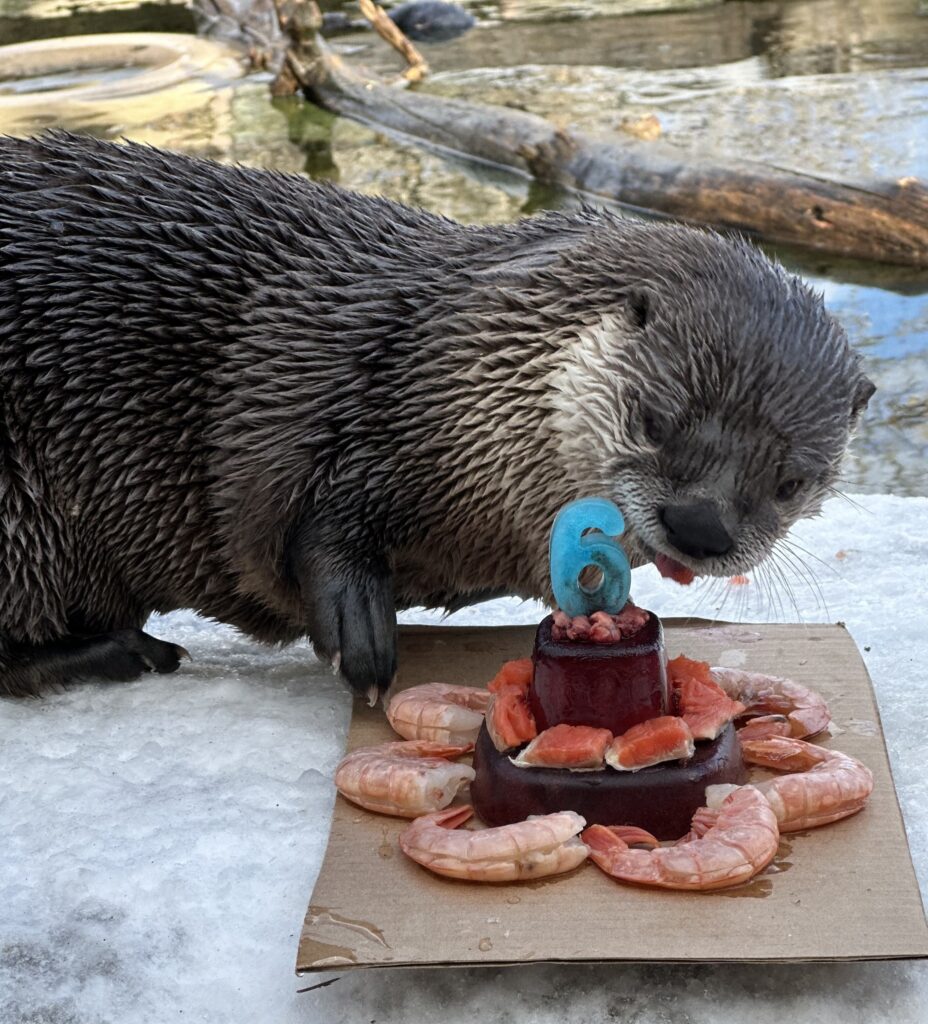 Sam The Otter Turns Six! - Zoo Montana Zoo Guide