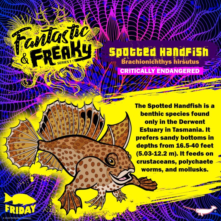 Discover The Unique Spotted Handfish - Zoo / Animal Special Days ...