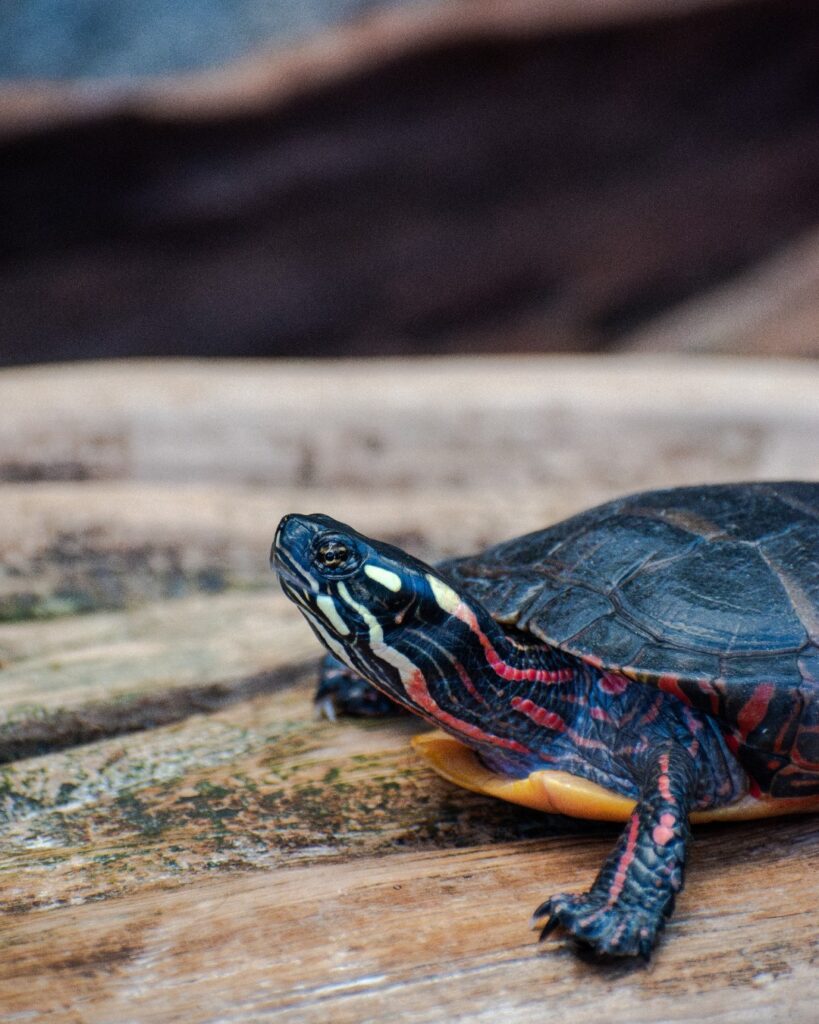 Happy Monday From Our Turtle Habitat! - North Carolina Aquarium On ...
