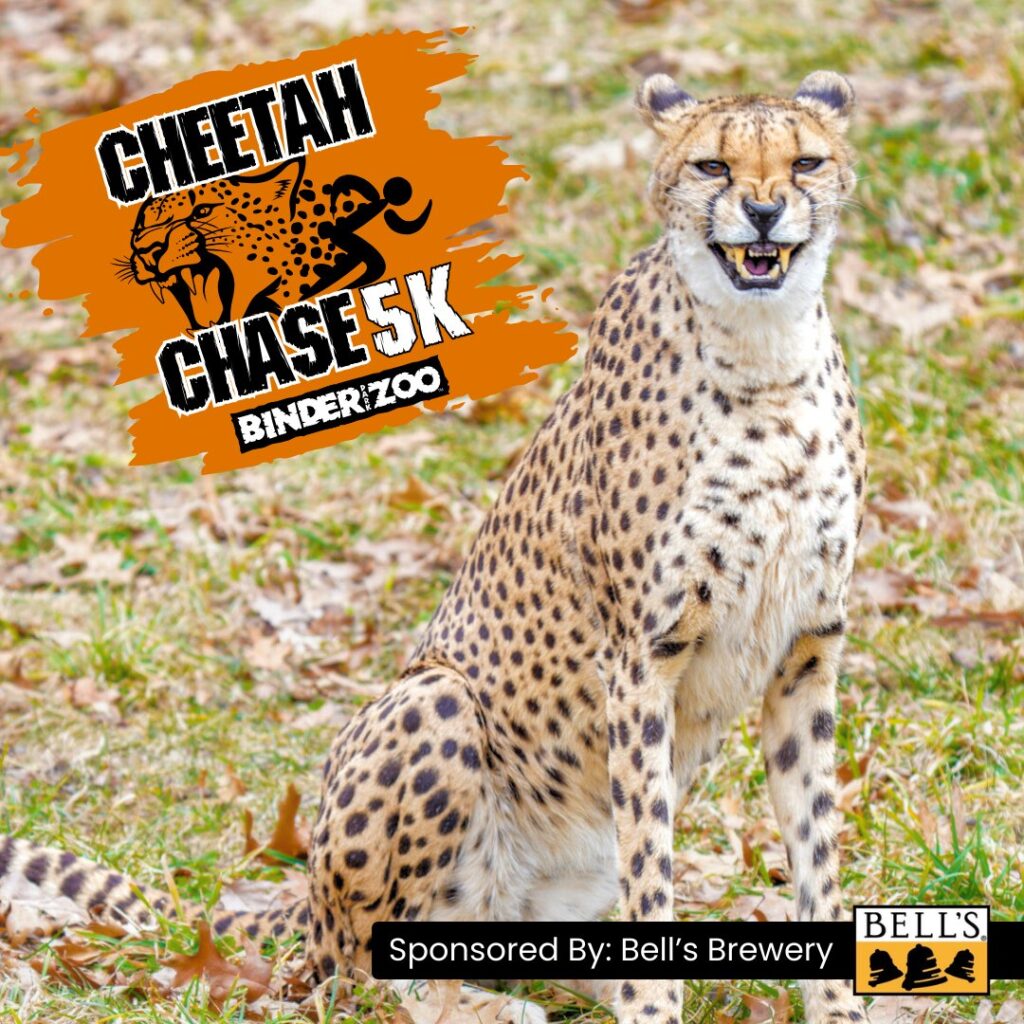 Cheetah Chase 5K at Binder Park Zoo Pounce Now - Just Two Days Left ...