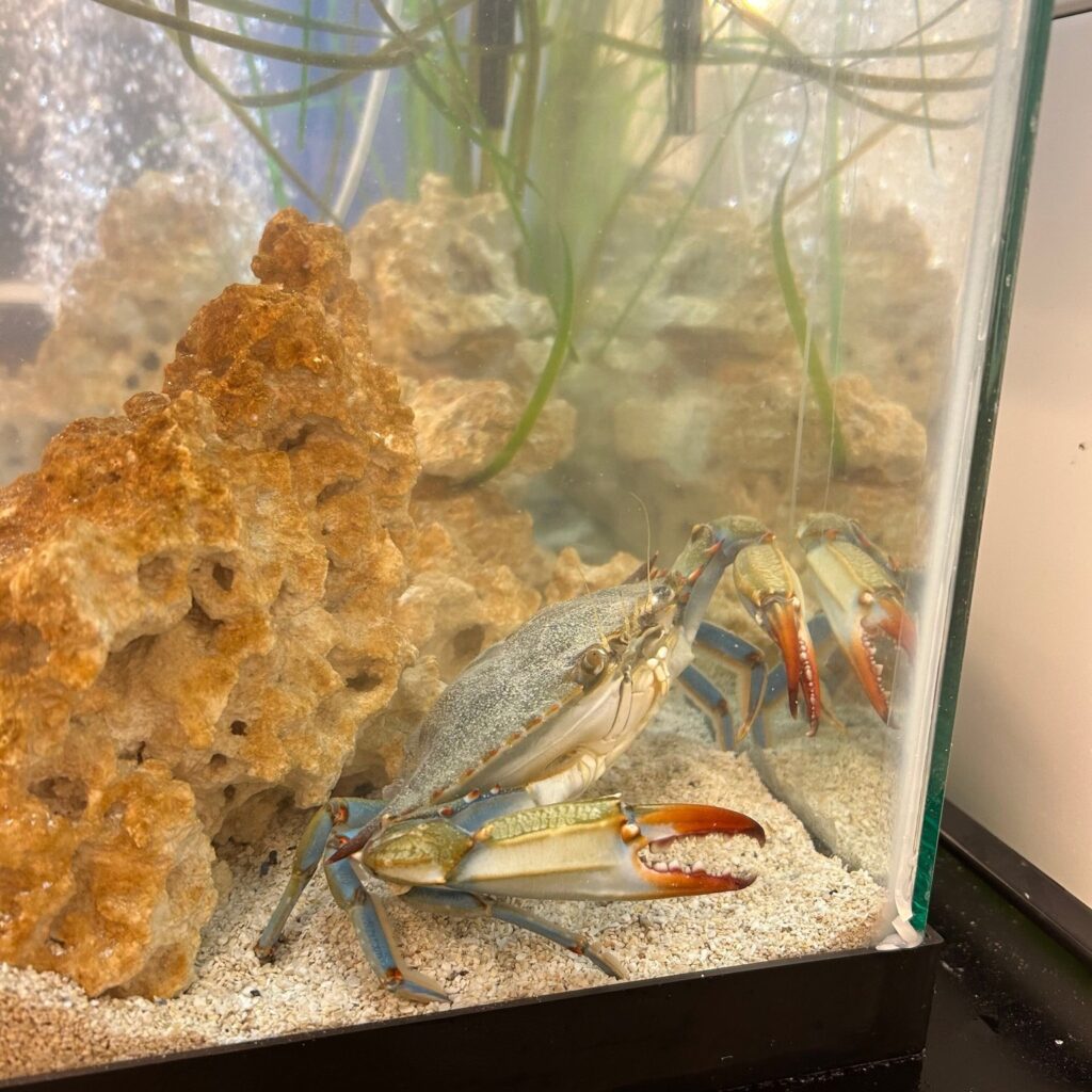 American Blue Crab Spotlight - SEA LIFE Orlando Aquarium Zoo Guide