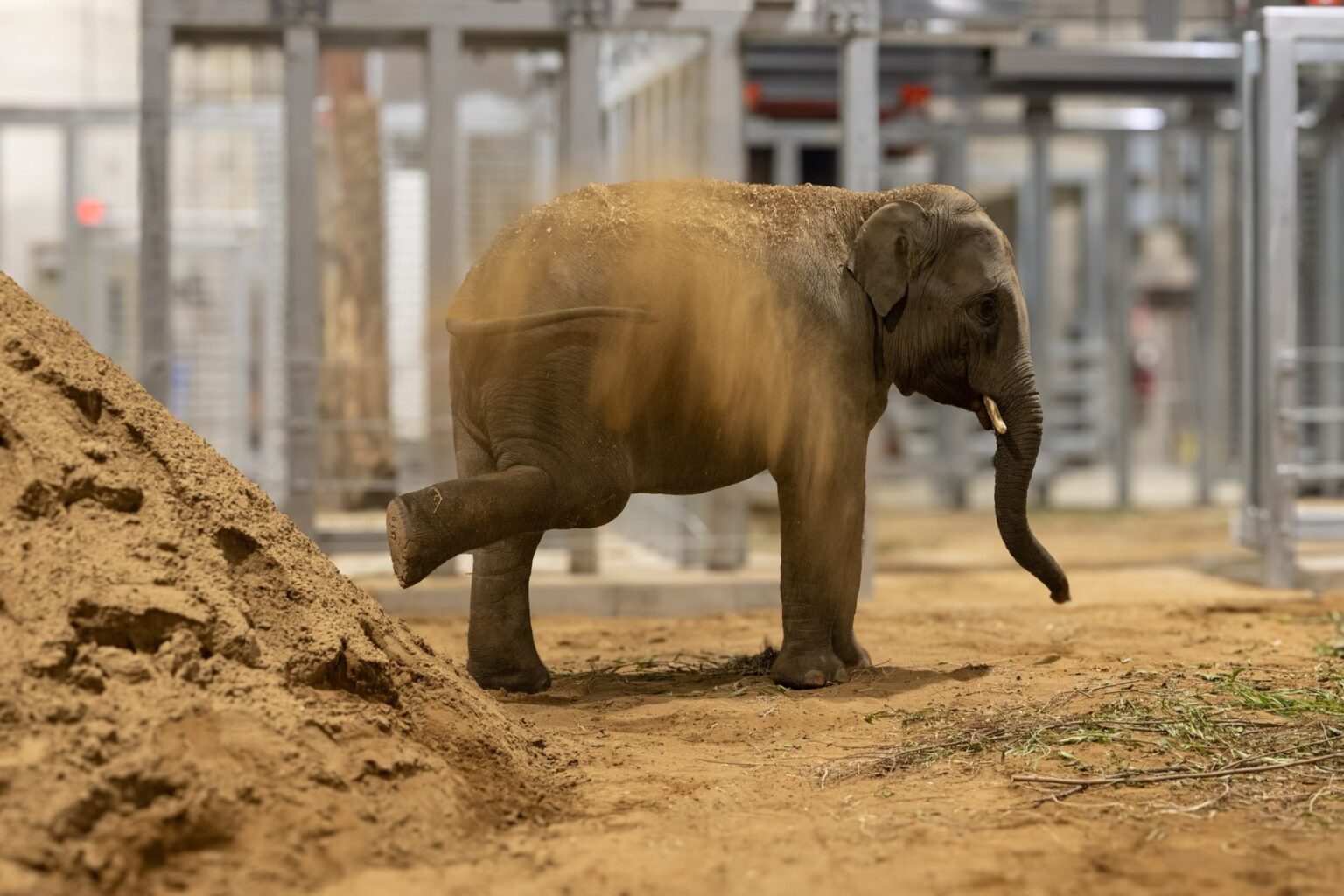 Zoo's Commitment To Elephant Care - Zoos - USA - Ohio - Cincinnati Zoo ...
