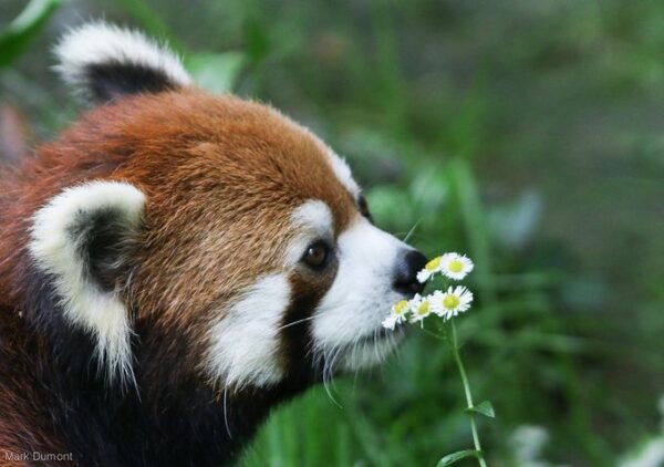 Remembering Lin, The Red Panda - Zoos - USA - Ohio - Cincinnati Zoo Zoo ...