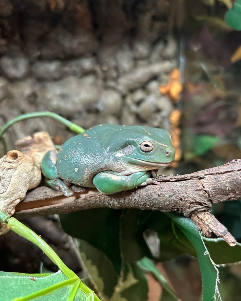 Animal Kingdom's Leap Day - Amphibians Like The Frog. - Topeka Zoo Zoo ...