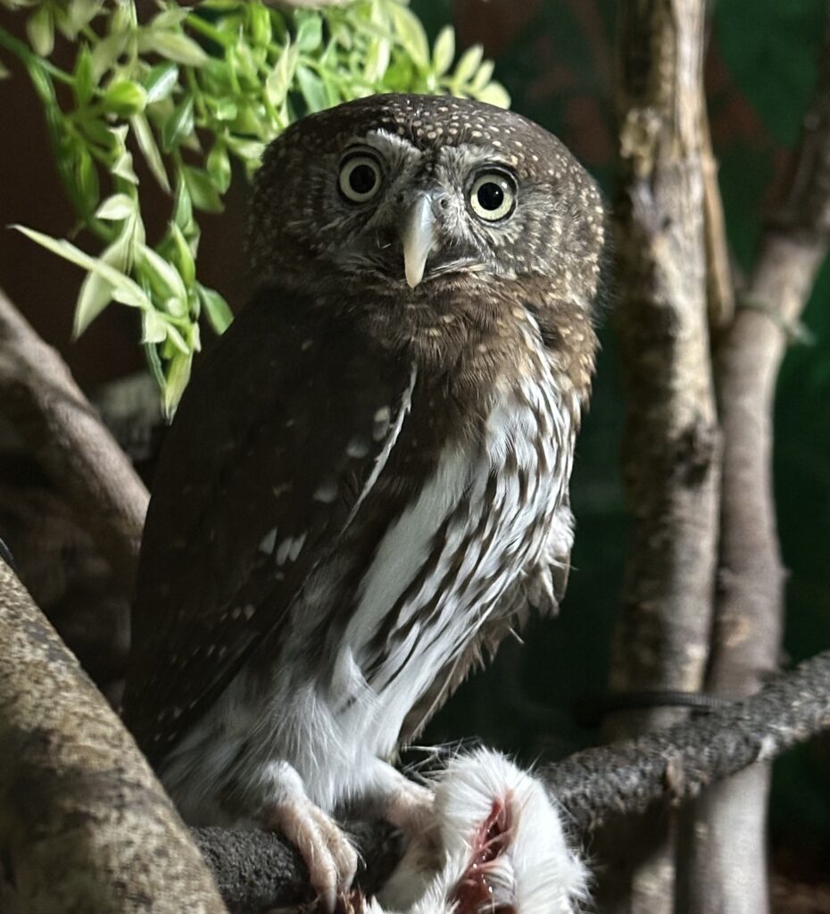 Owl Eye Color Indicates Active Time - Wildlife Safari Zoo Guide