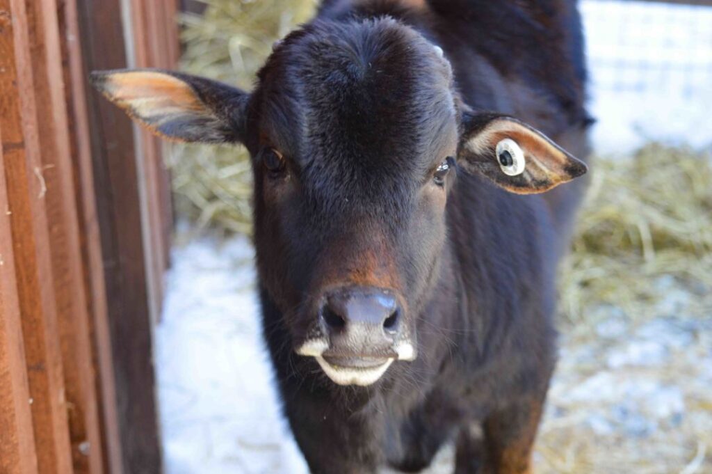 Meet Ziti, Utica Zoo’s New Zebu - Utica Zoo Zoo Guide