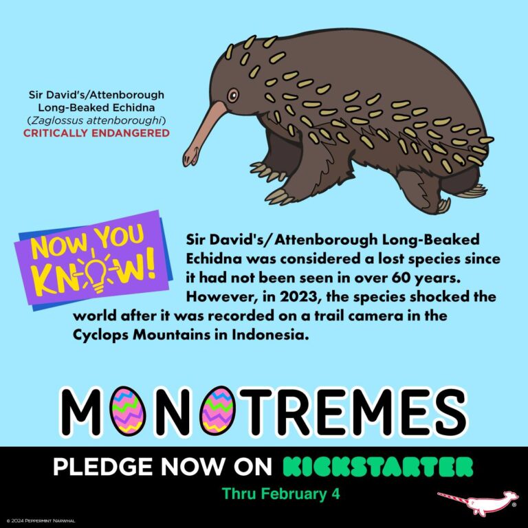 Exploring Monotremes: Sir David Attenborough's Long-Beaked Echidna ... Exploring Monotremes: Sir David Attenborough's Long-Beaked Echidna ...