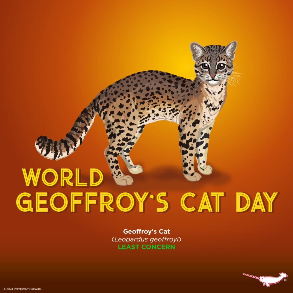 Celebrating Geoffroy's Cat Day: Key Facts - Zoo / Animal Special Days ...