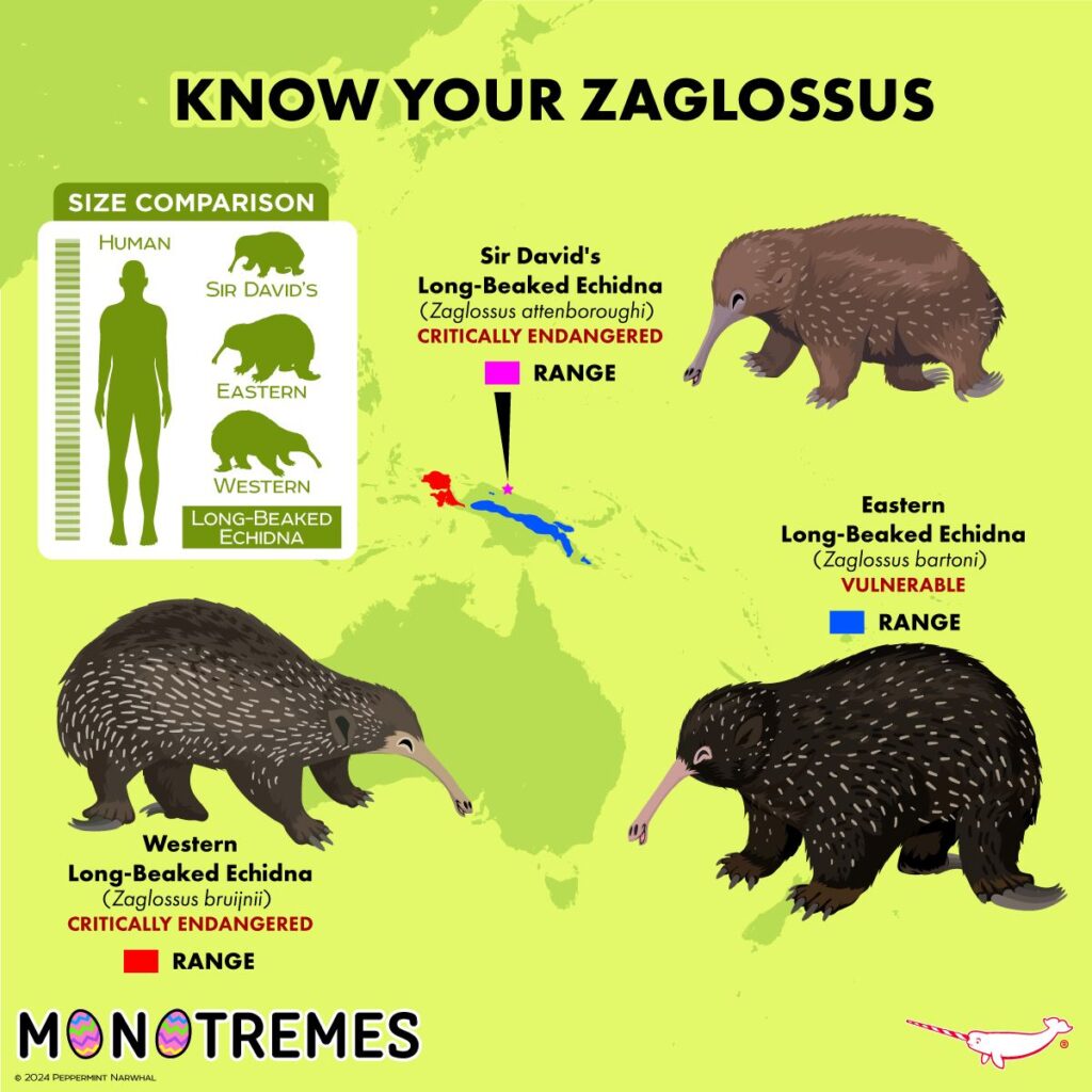 Long-Beaked Echidna: A Monotreme Overview - Zoo / Animal Special Days ...