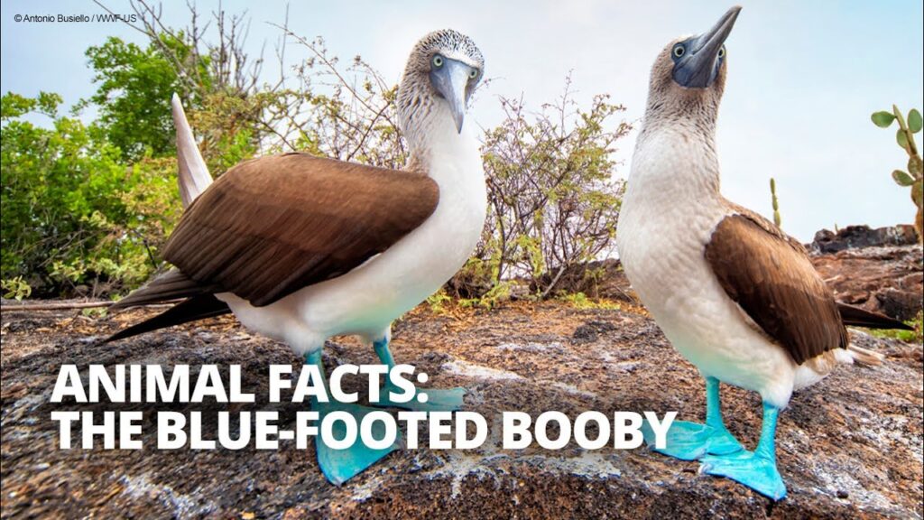 Exploring Blue-Footed Boobies: Why Blue Feet? - Uncategorized Zoo Guide