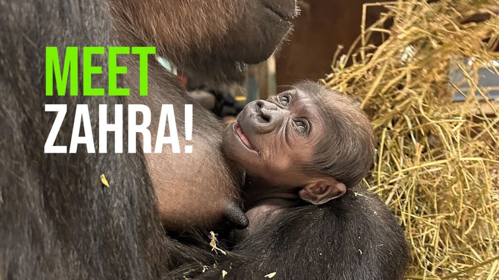 Meet Zahra: An Insightful Introduction - Zoo Babies Zoo Guide