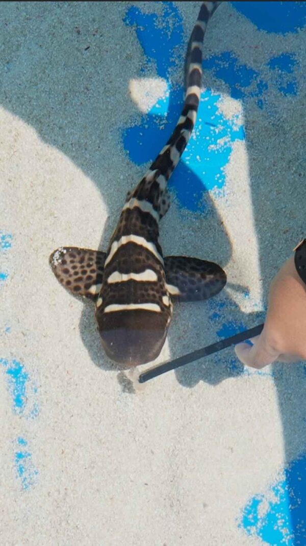 Zebra Shark Pup: Naming Origins Explained - S.E.A Aquarium Zoo Guide