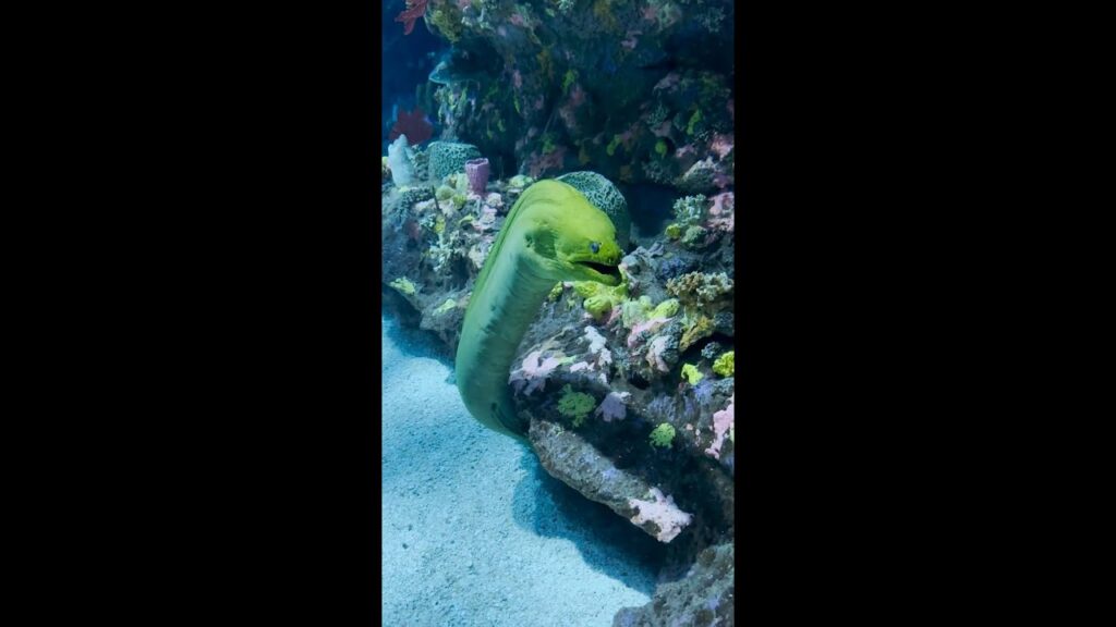 Eel Facts: An Intriguing Journey - North Carolina Aquarium At Fort ...