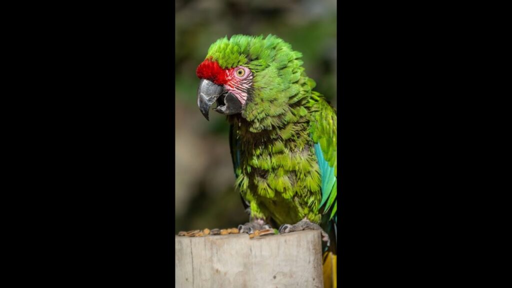 Understanding Green Critters: A Guide - Zoos - USA - California - Los ...