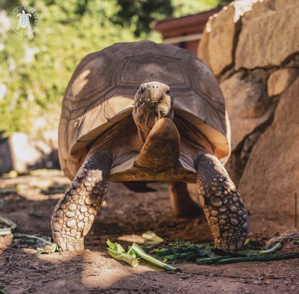 Ploughshare Tortoise: Earth's Rare Gem - Turtle Conservancy Zoo Guide