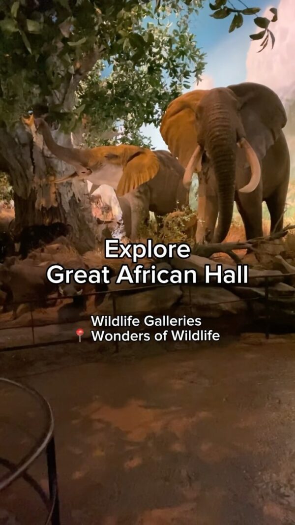 Explore African Safari Habitats - Wonders Of Wildlife Zoo Guide