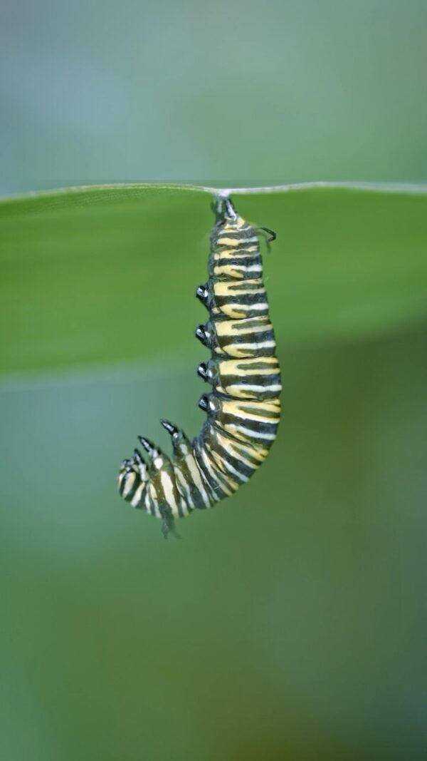 Chrysalis Breathing Explained - San Diego Safari Park Zoo Guide