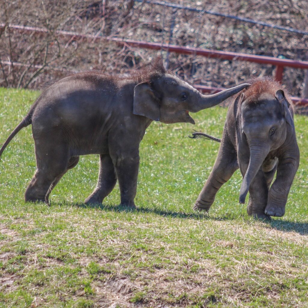 Elephant Twins: A Rare Phenomenon - Rosamond Gifford Zoo Zoo Guide