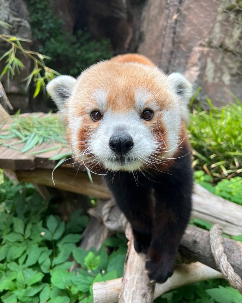 Spring Break: Zoo Excitement Builds - Philadelphia Zoo Zoo Guide