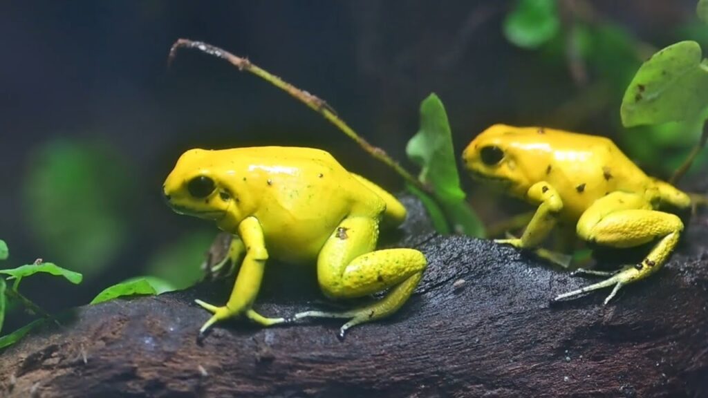 Feeding Schedule For Poison Frogs - Zoos - USA - California - Los ...