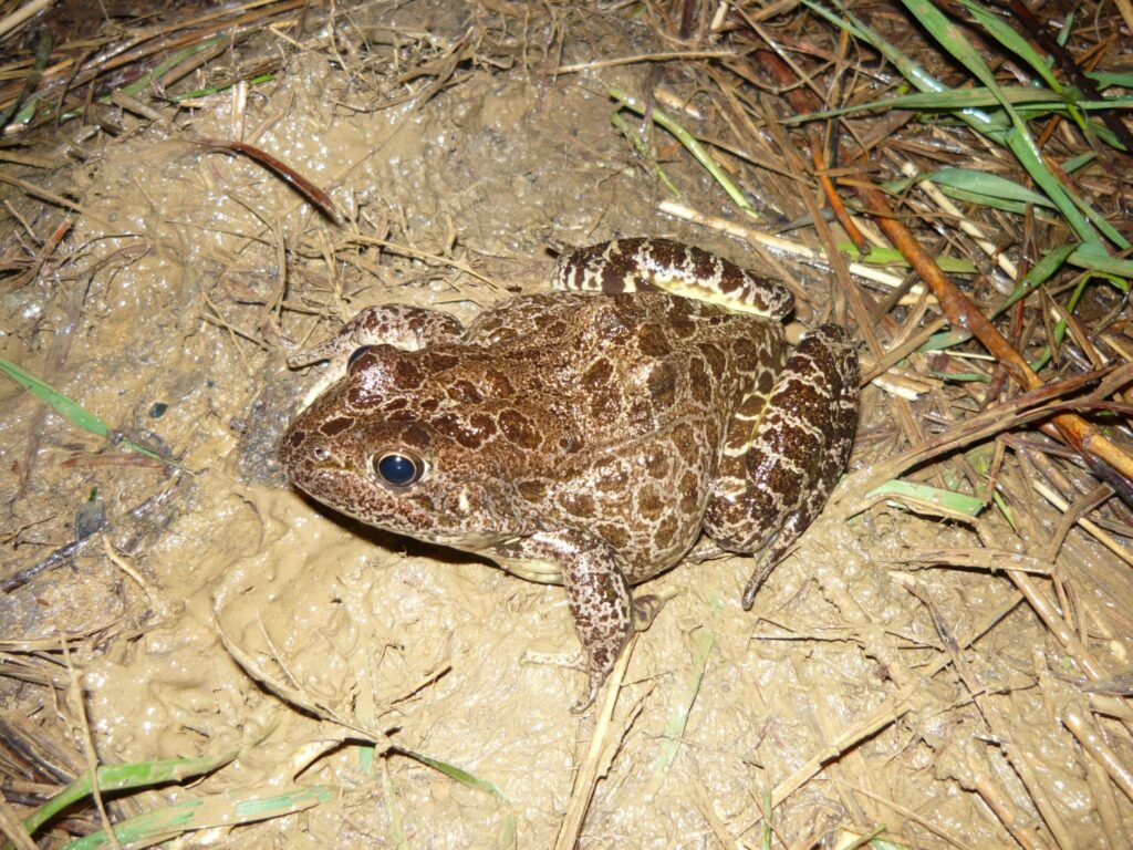 Zoo Backs Indiana's Crawfish Frog On World Frog Day! - Zoos - USA ...