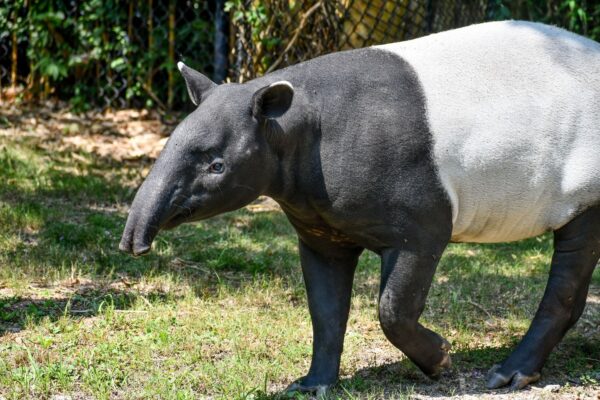 Sinar's The Tapir Birthday: Can You Guess His Age? - Zoos - USA ...
