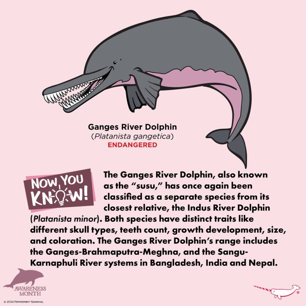 Discover The Ganges River Dolphin - Zoo / Animal Special Days & Events ...