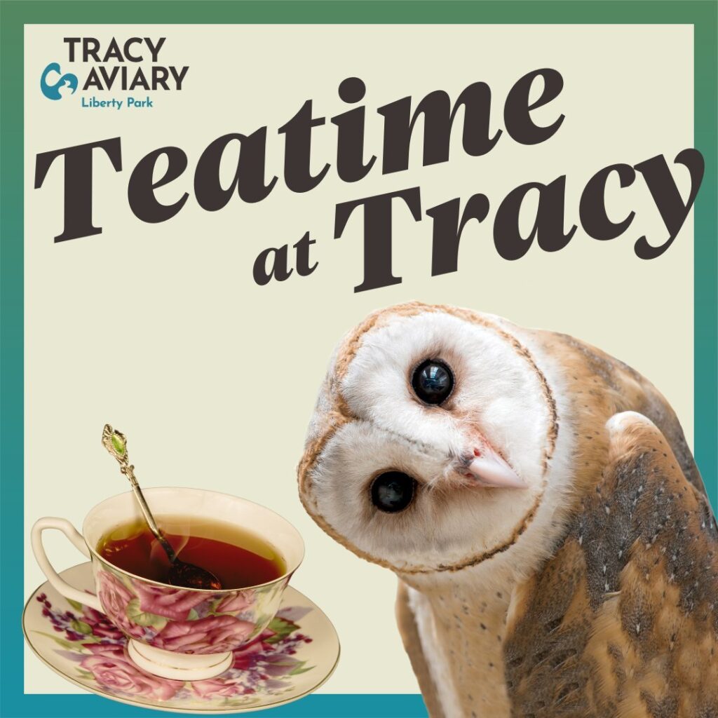 Monthly Tea Time Returns At Tracy Aviary! - Tracy Aviary Zoo Guide