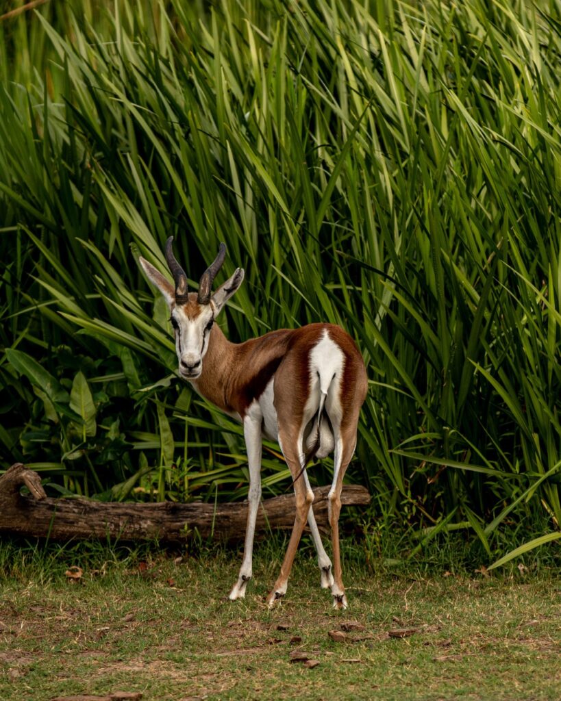 Springbok? Actually, It's Spring's Start! - Tulsa Zoo Zoo Guide