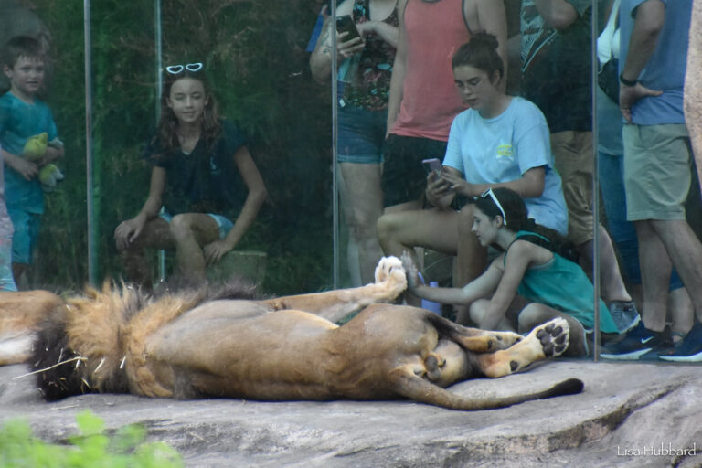 Cincinnati Zoo Membership Sale Begins - Zoos - USA - Ohio - Cincinnati ...