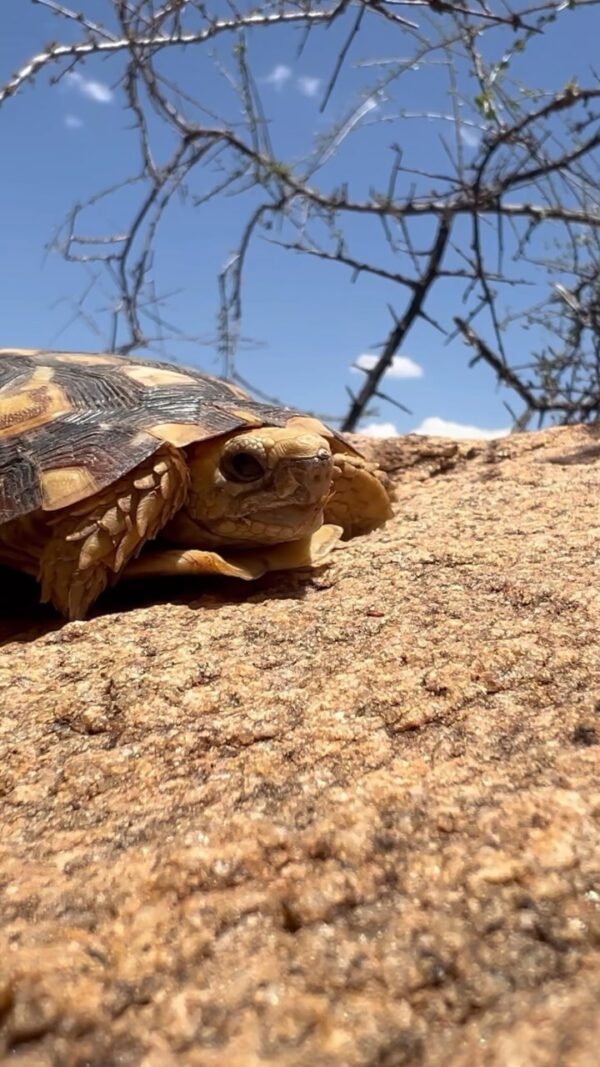 Celebrating Pancake Day With Tortoises - Zoo Guide