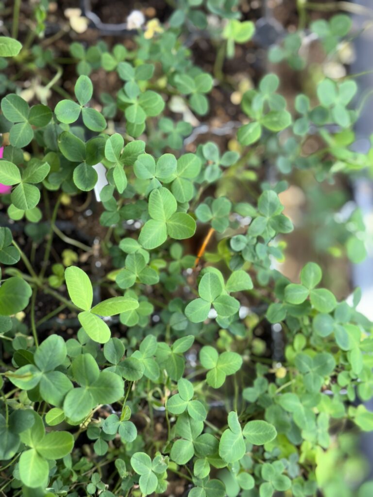 Happy St. Patrick's From America's Greenest Zoo - Zoos - USA - Ohio ...