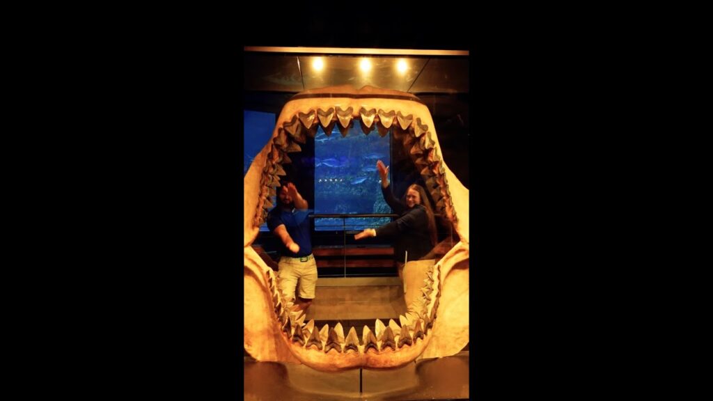 Megalodon: Unveiling The Prehistoric Giant - North Carolina Aquarium At ...