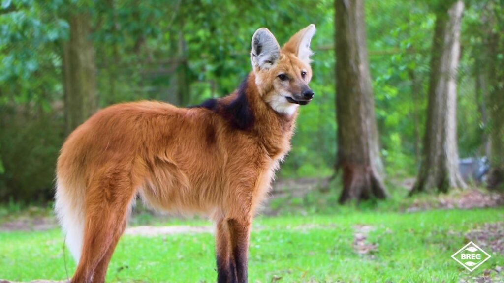 10 Facts About Maned Wolf - Maned Wolf Zoo Guide