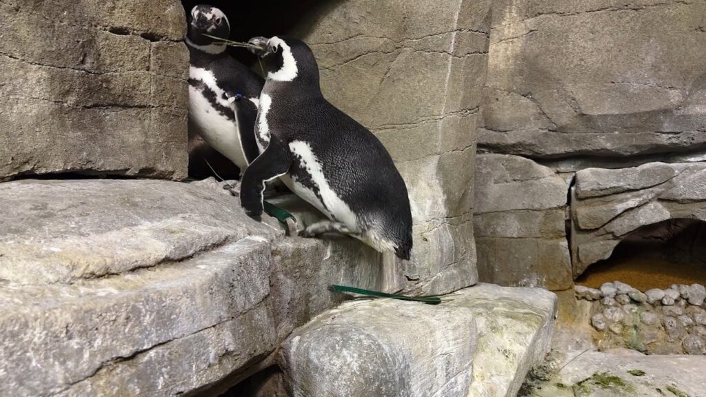 Penguin Nesting Season 2024 Overview - Zoos - USA - Illinois - Shedd ...