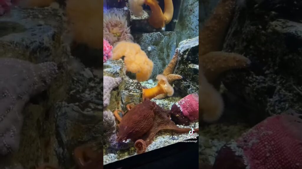 Meet Octavia: Our New Pacific Octopus - Wonders Of Wildlife Zoo Guide
