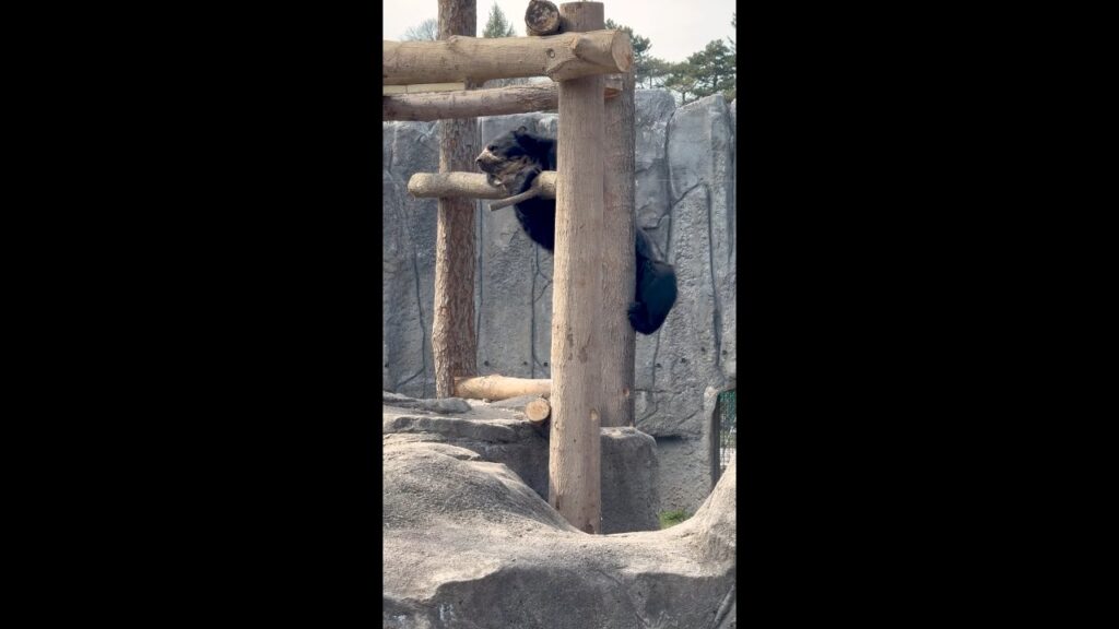 Climbing Techniques Explained - Rosamond Gifford Zoo Zoo Guide