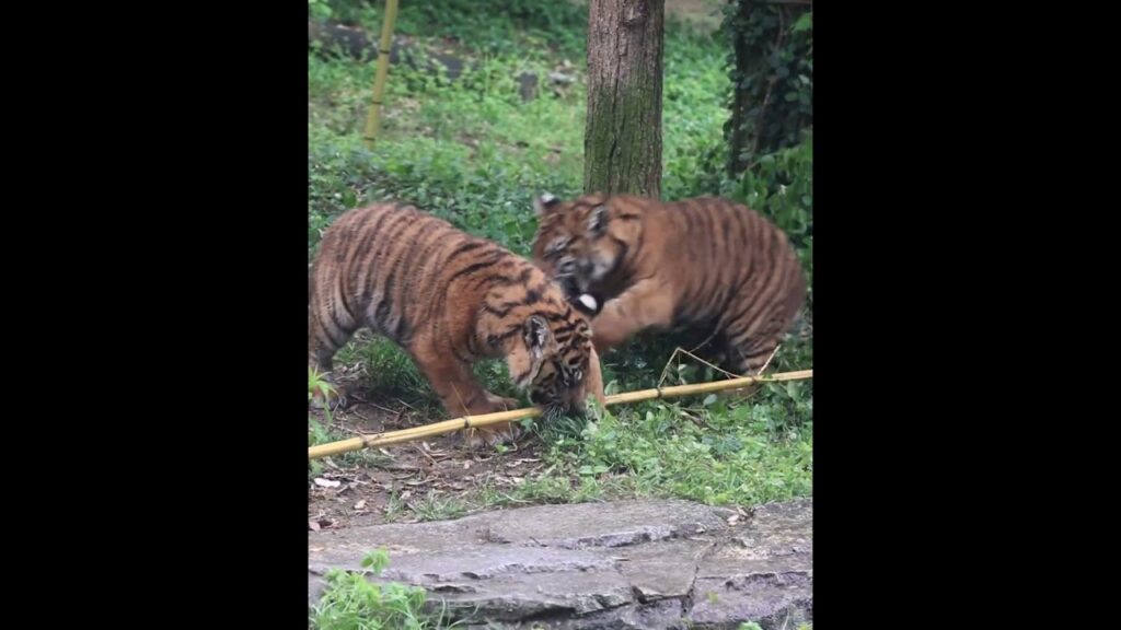 Tiger Cubs Play With Bamboo - Zoos - USA - Tennessee - Nashville Zoo ...