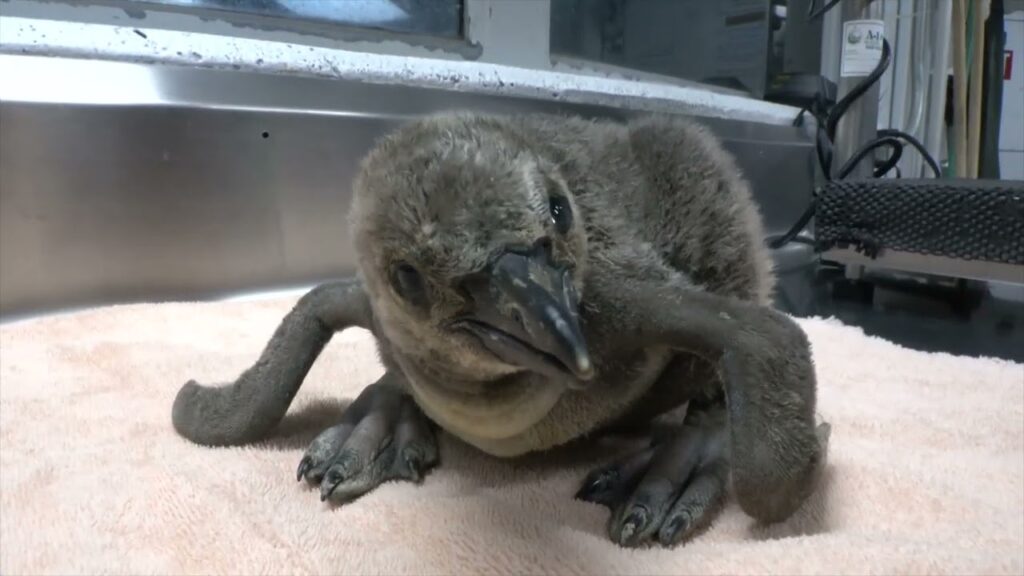 Humboldt Penguin Chick Development - Oregon Zoo Zoo Guide