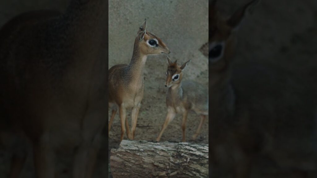 Dik-Dik Nose Twitching Explained - Zoos - USA - California - San Diego Zoo Zoo Guide