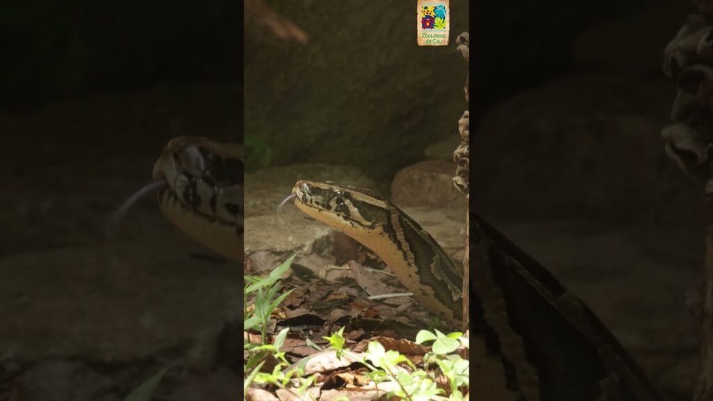 Exploring The World Of Snakes - Zoológico De Cali Zoo Guide