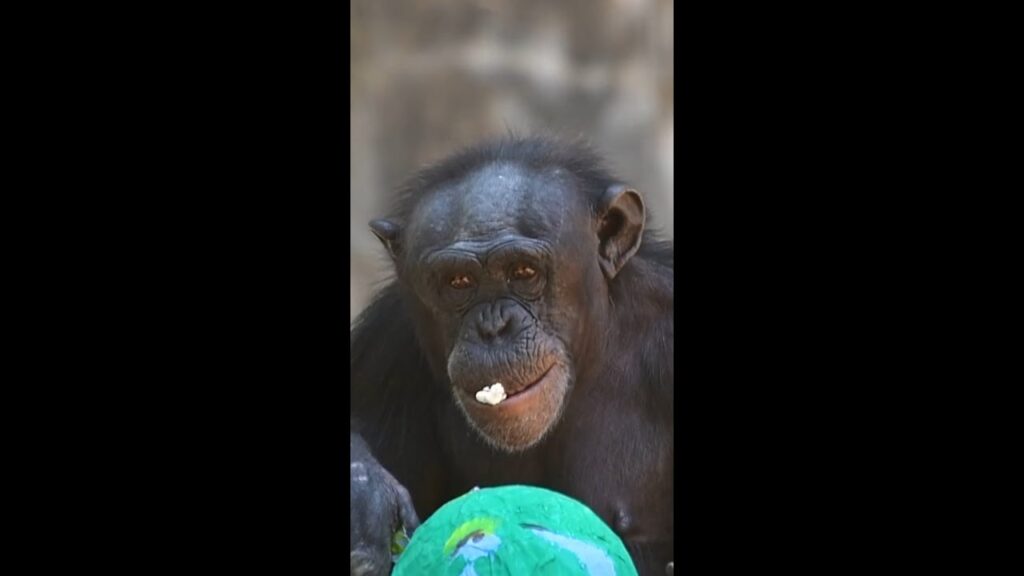 Chimp Behavior Explained - Zoos - USA - California - Los Angeles Zoo ...
