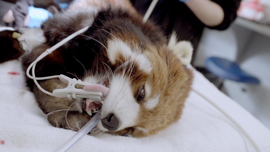 Red Panda's Veterinary Check - Greensboro Science Center Zoo Guide