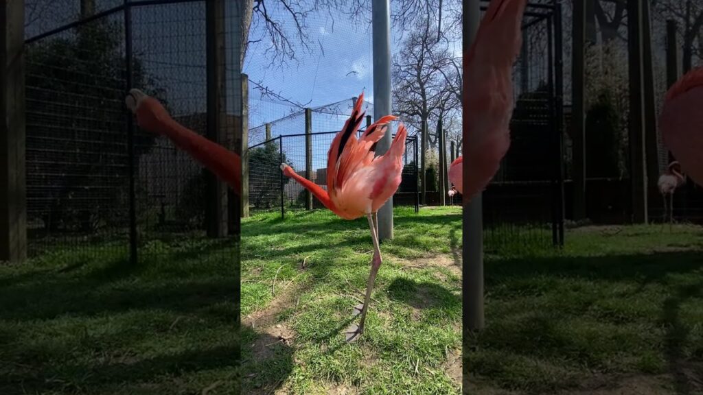 Flamingo Mating Rituals Explained - Zoos - USA - Ohio - Toledo Zoo Zoo ...