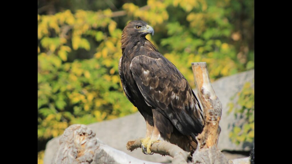 Raptor Rescue At ZooMontana - Zoo Montana Zoo Guide