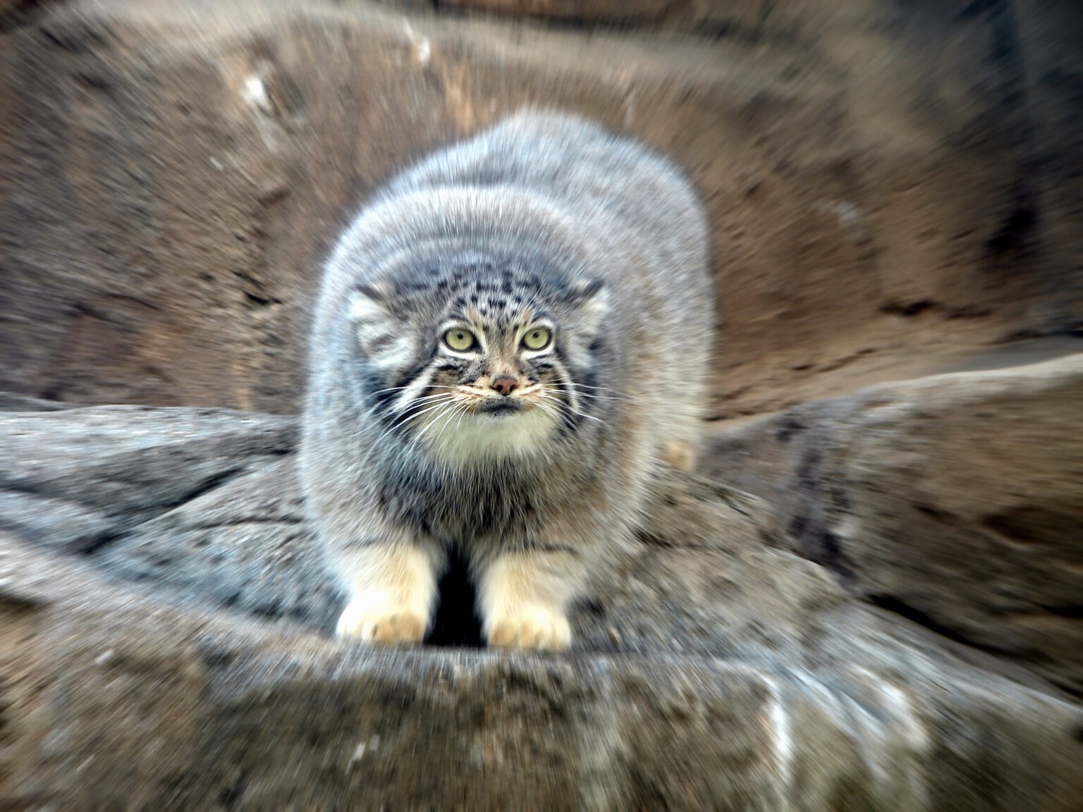 12 Amazing Facts About Pallas’s Cat... Check Out #7! - Pallas's Cat Zoo ...