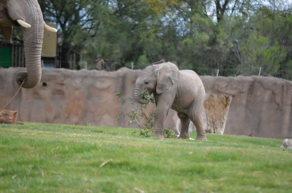 Name Reid Park Zoo's New Elephant Calf - Zoos - USA - Arizona - Reid Park Zoo (Tucson Zoo) Zoo Guide